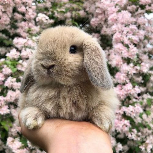 10 Happypet 10 Happypet