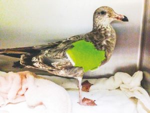 آموزش بستن آتل برای بال پرنده برای درمان افتادگی بال آن ها - Happypet