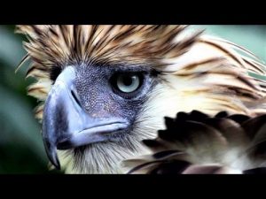 بزرگ ترین پرندگان جهان کدامند؟ + عکس - Happypet